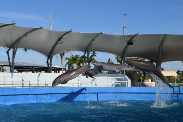 Pass pour Miami : lequel choisir